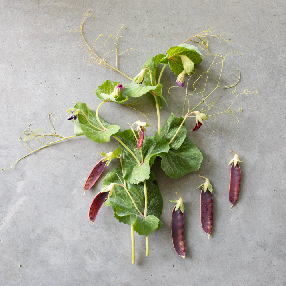 Pea Ruby Beauty – Floret Library