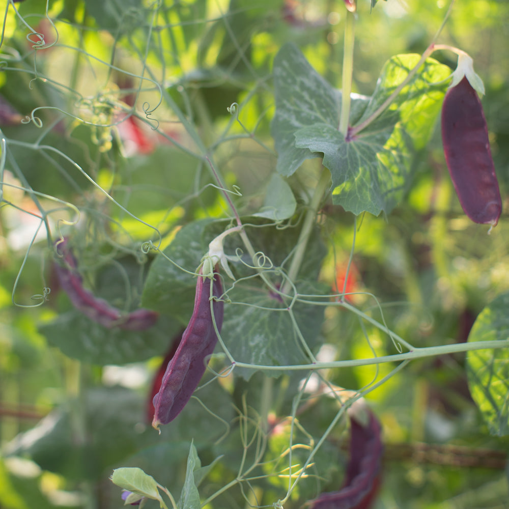 Pea Ruby Beauty – Floret Library