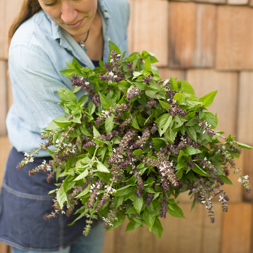 basil flowers