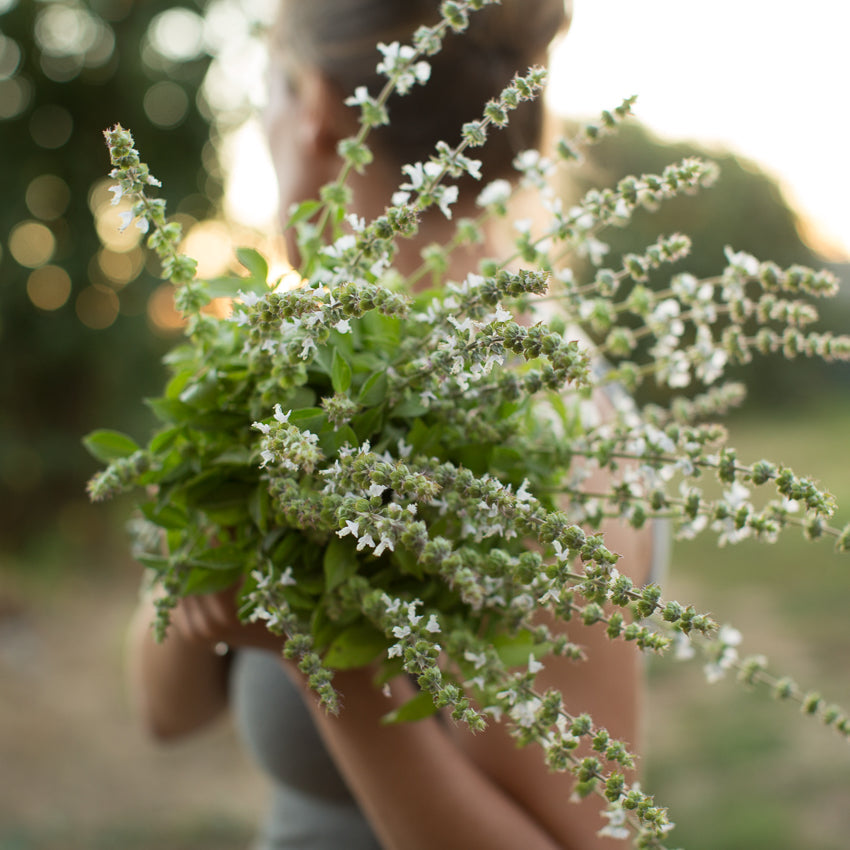 basil flowers