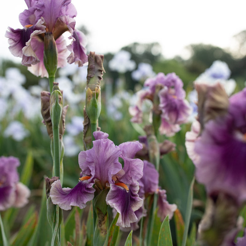 Iris Berry Scary – Floret Library