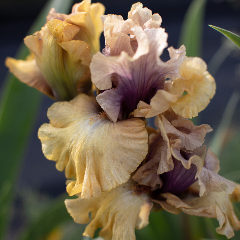 Iris Desert Moth – Floret Library