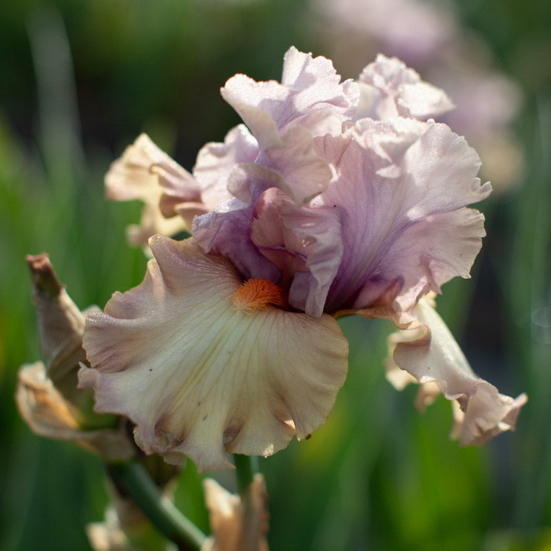 Iris Enraptured – Floret Library