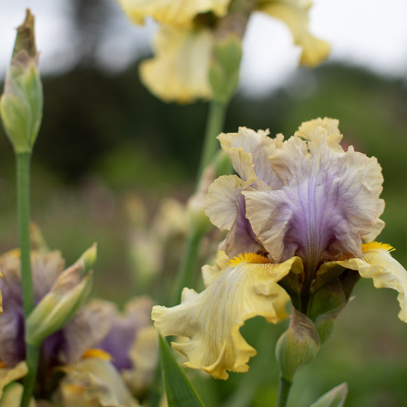 Iris Let Evening Come – Floret Library