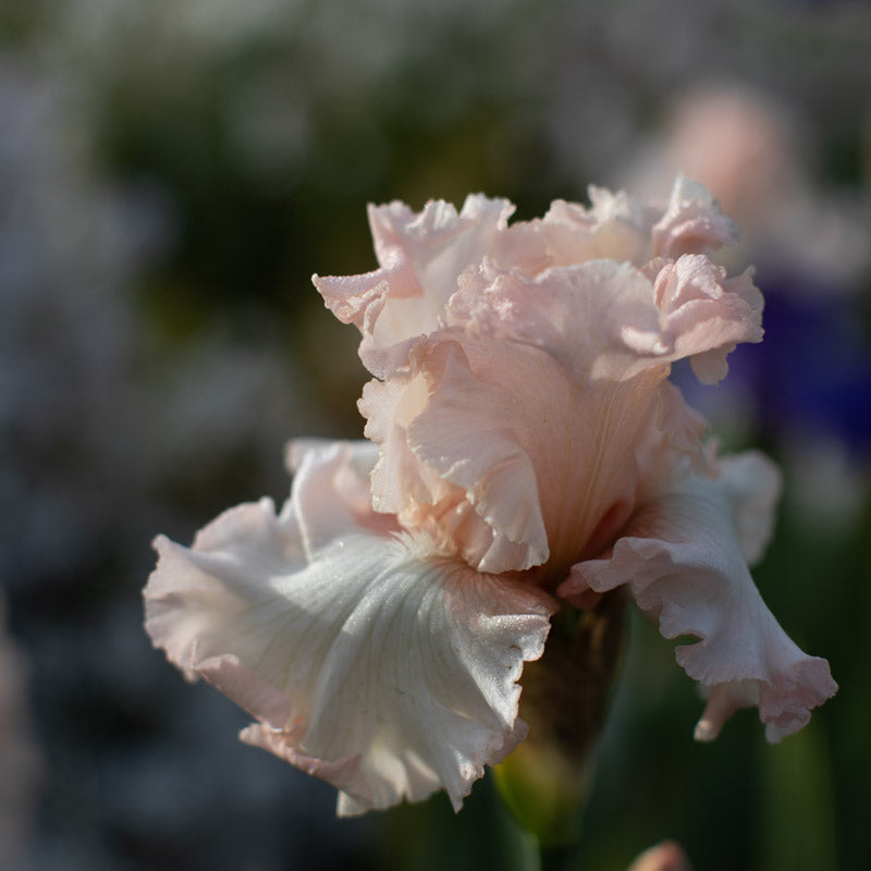 Iris Magical Powers – Floret Library