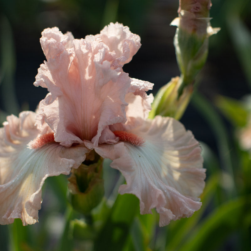 Iris Marital Bliss – Floret Library