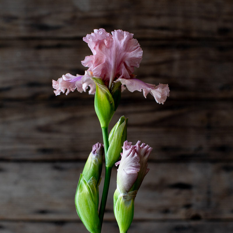 Iris Sweetly Sung – Floret Library