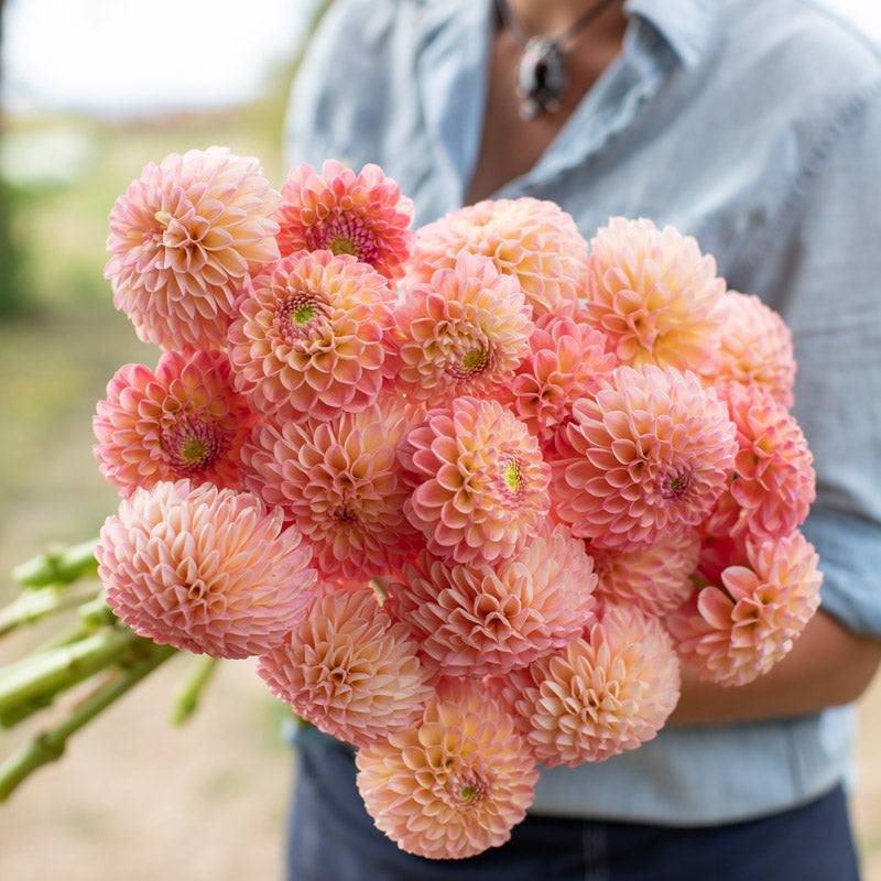 Dahlia L.A.T.E. – Floret Library