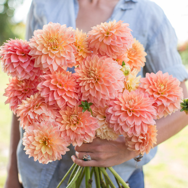 Dahlia Hamilton Lillian – Floret Library