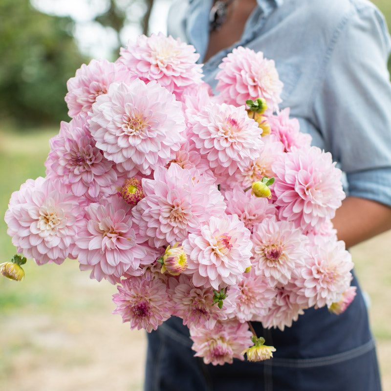 Dahlia Miracle Princess – Floret Library