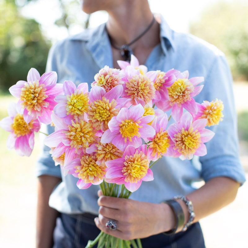 Dahlia Redhawk Pink Cloud – Floret Library