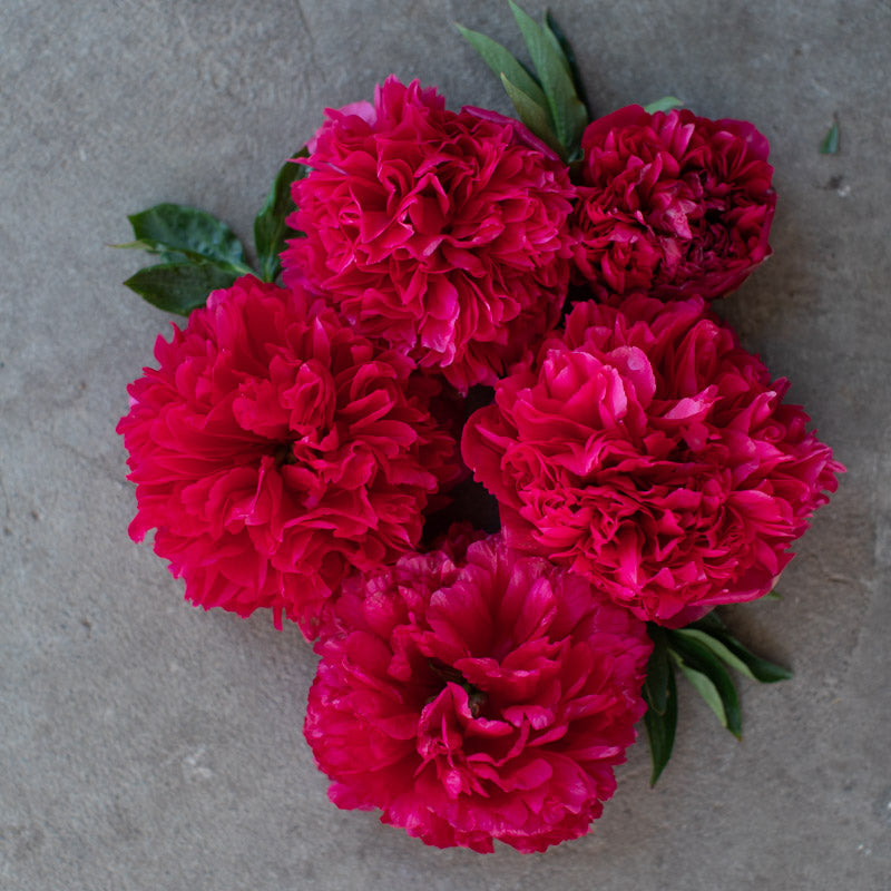 Peony Command Performance – Floret Library