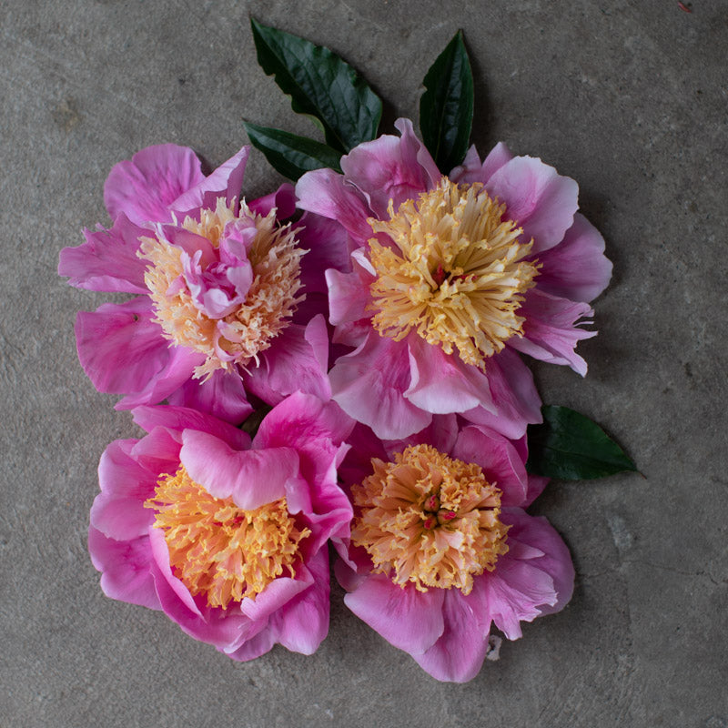 Peony Doreen – Floret Library