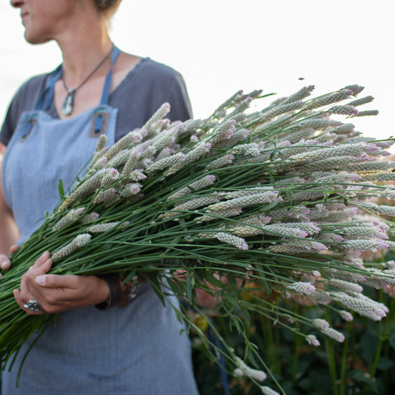 Celosia Xantippe – Floret Library