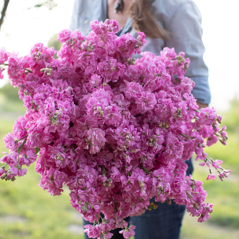 Stock Katz Pink – Floret Library