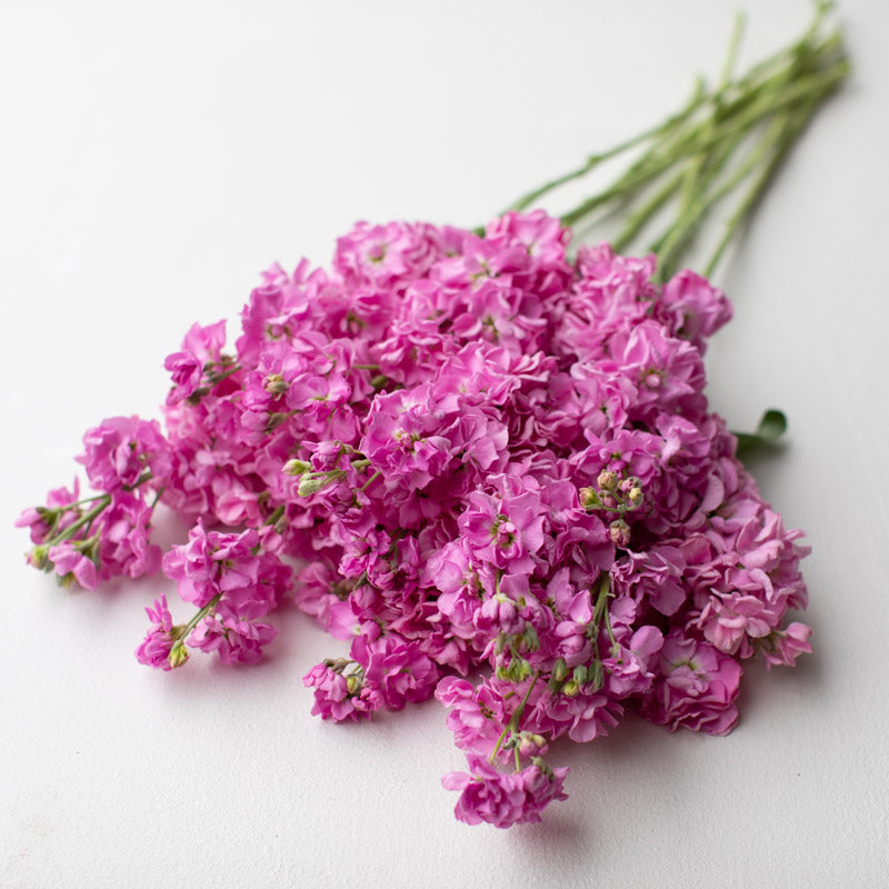 Stock Katz Pink – Floret Library