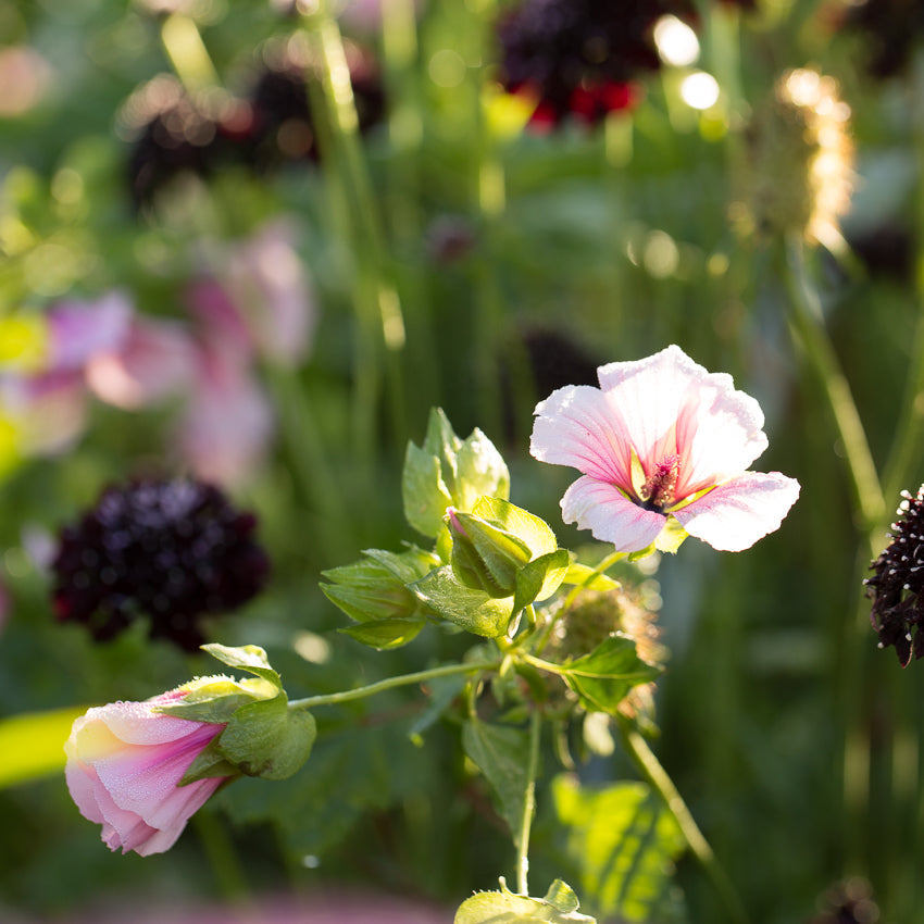 malope seedlings