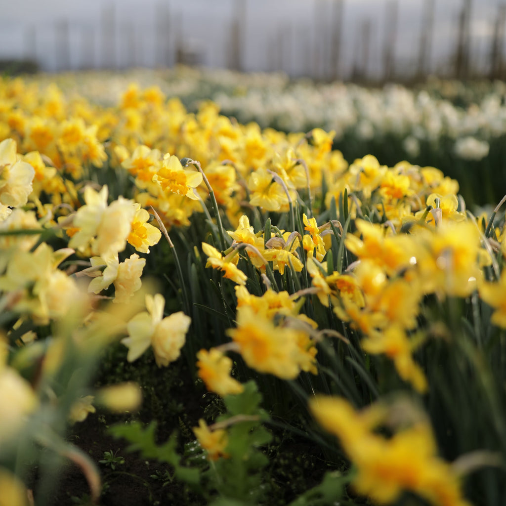 Narcissus Slice of Life – Floret Library
