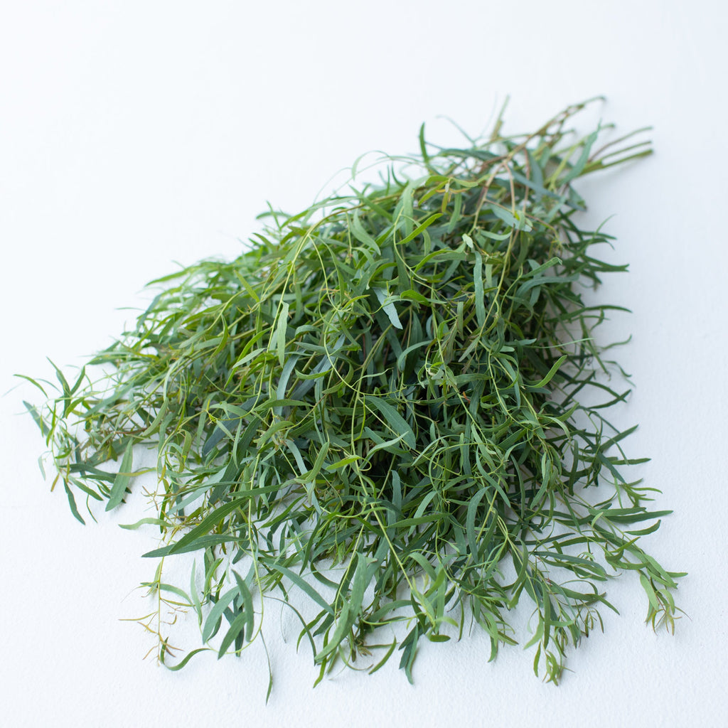 willow eucalyptus description