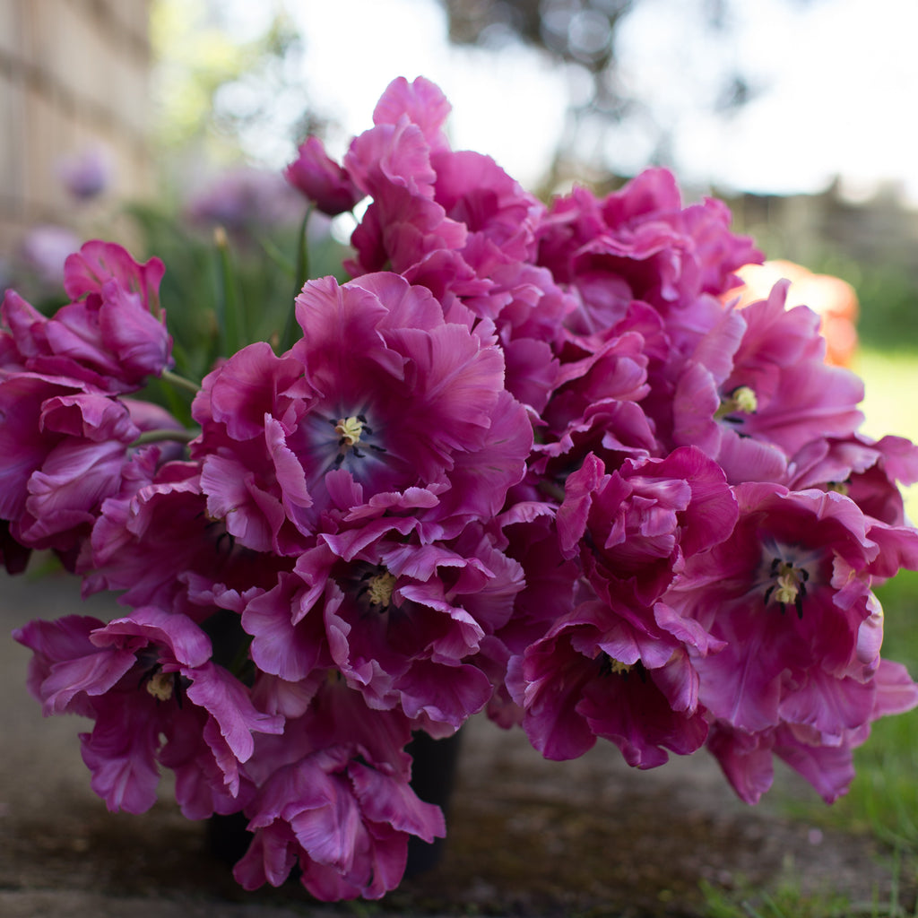 Tulip Victoria’s Secret Pink – Floret Library