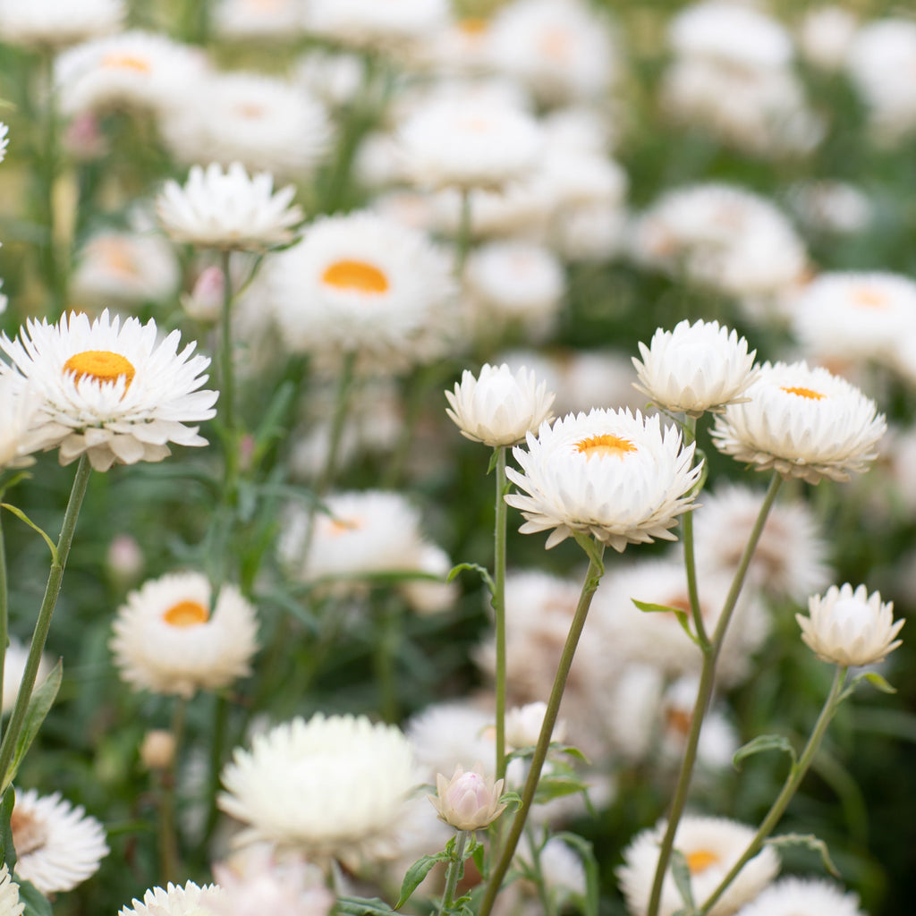 white strawflowers