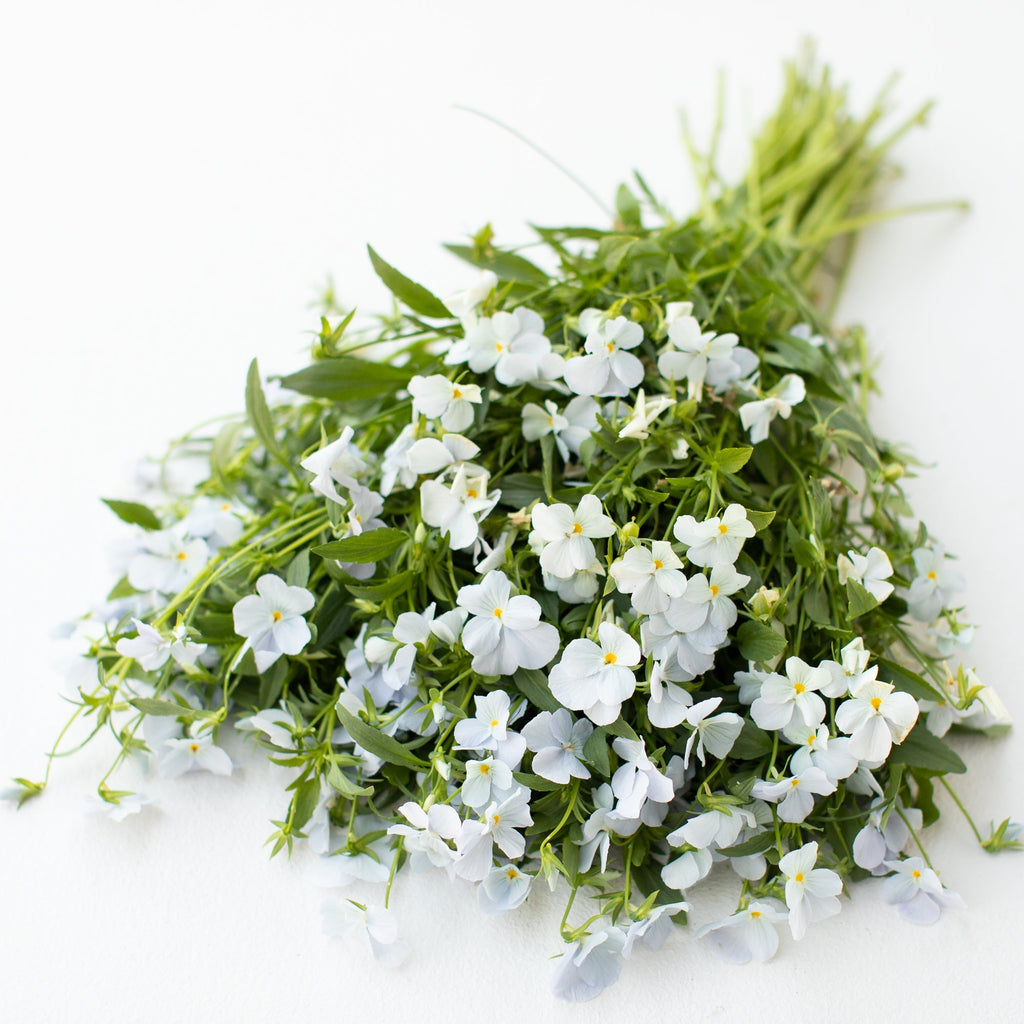 Viola Gem Heavenly Blue – Floret Library