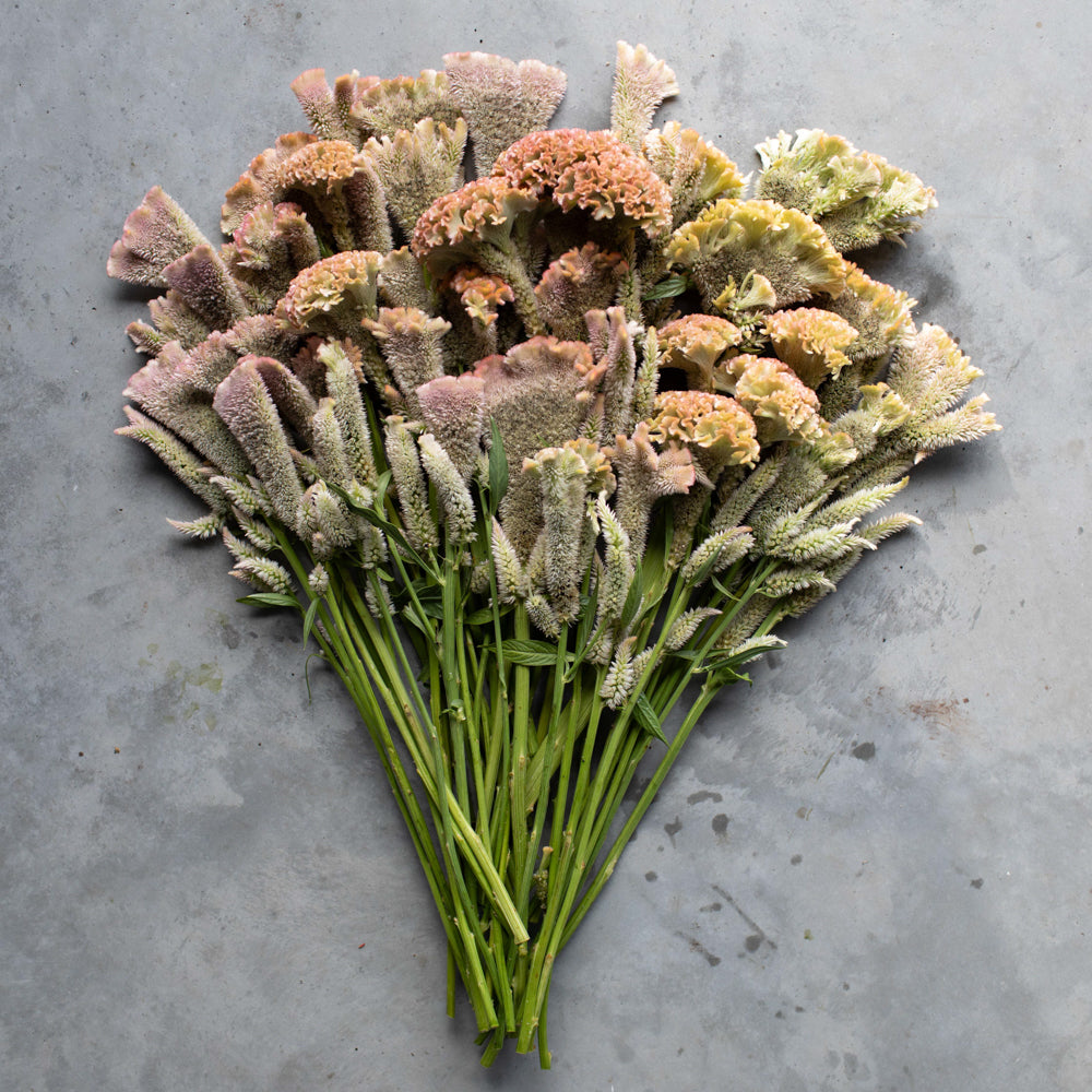 Celosia Pink Chenille – Floret Library