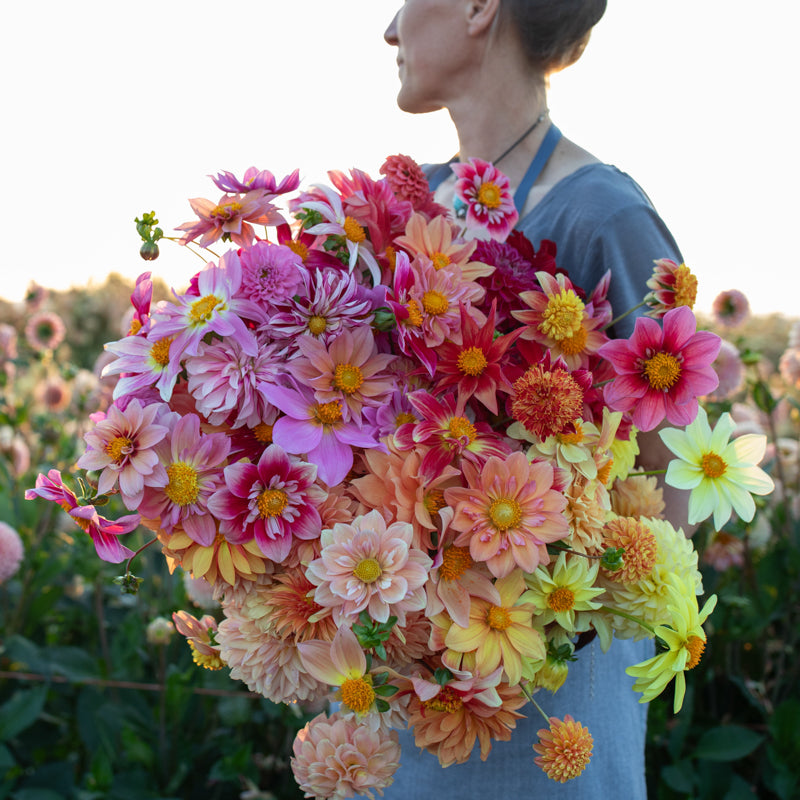 Dahlia Bee’s Choice – Floret Library