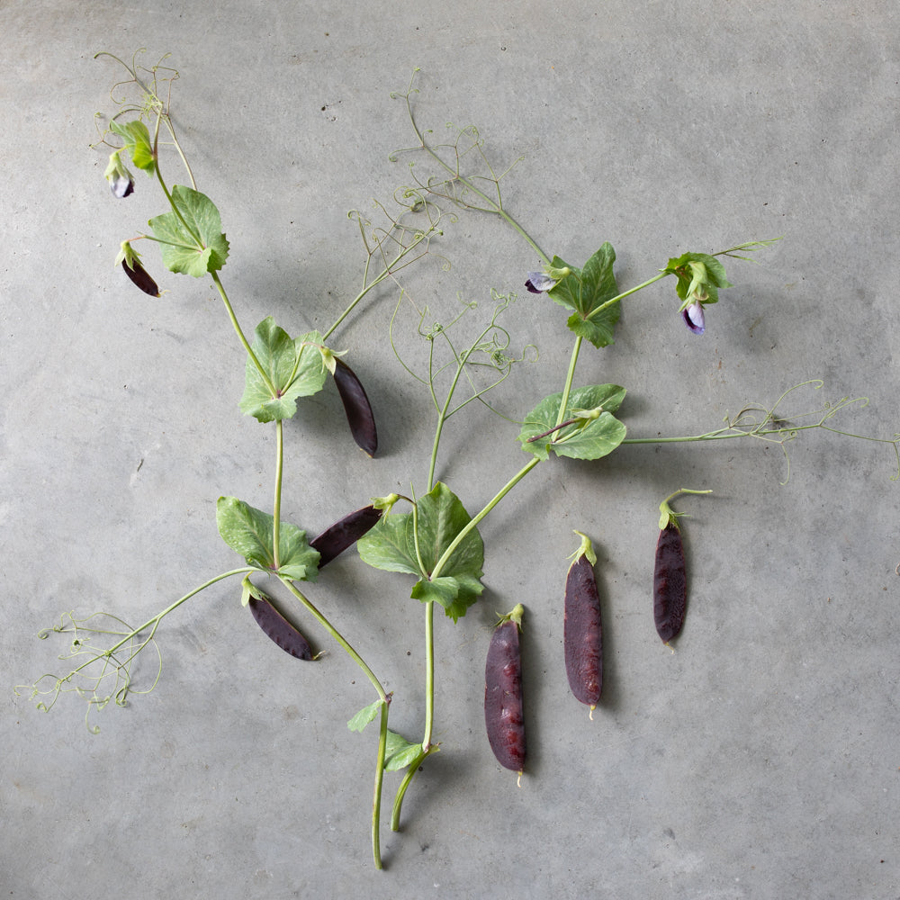 Pea Amethyst Beauty – Floret Library