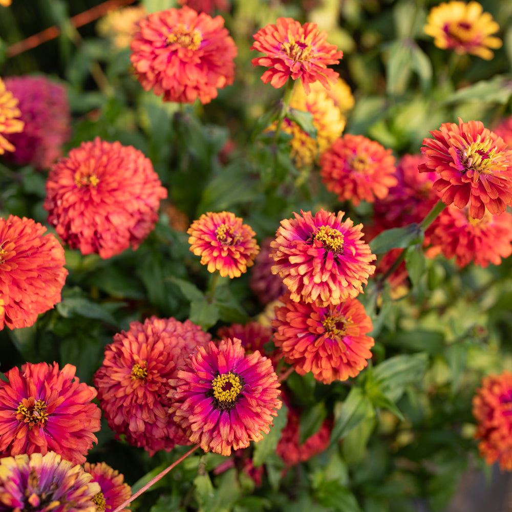 Zinnia Yell Fire – Floret Library