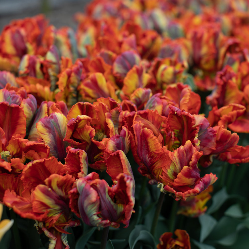 Tulip Rasta Parrot – Floret Library