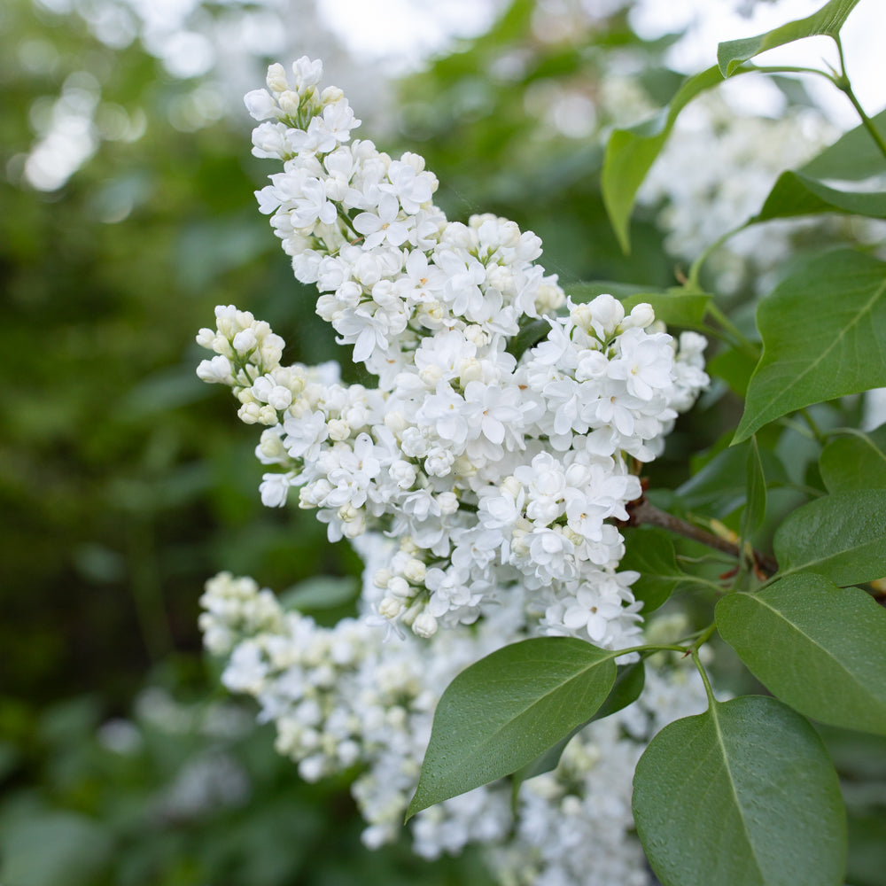 Lilac Miss Ellen Willmott – Floret Library