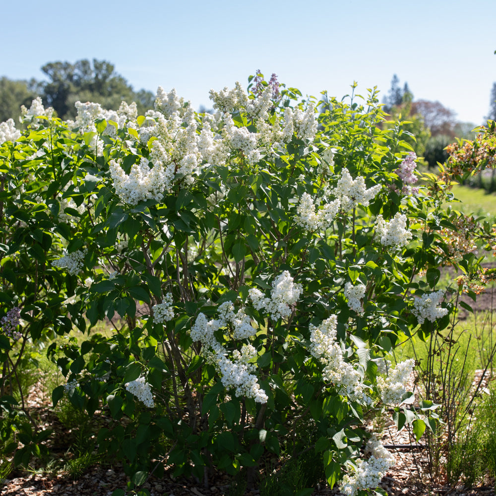 Lilac Miss Ellen Willmott – Floret Library