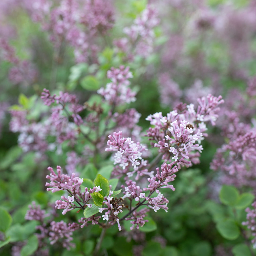 Lilac Miss Kim – Floret Library