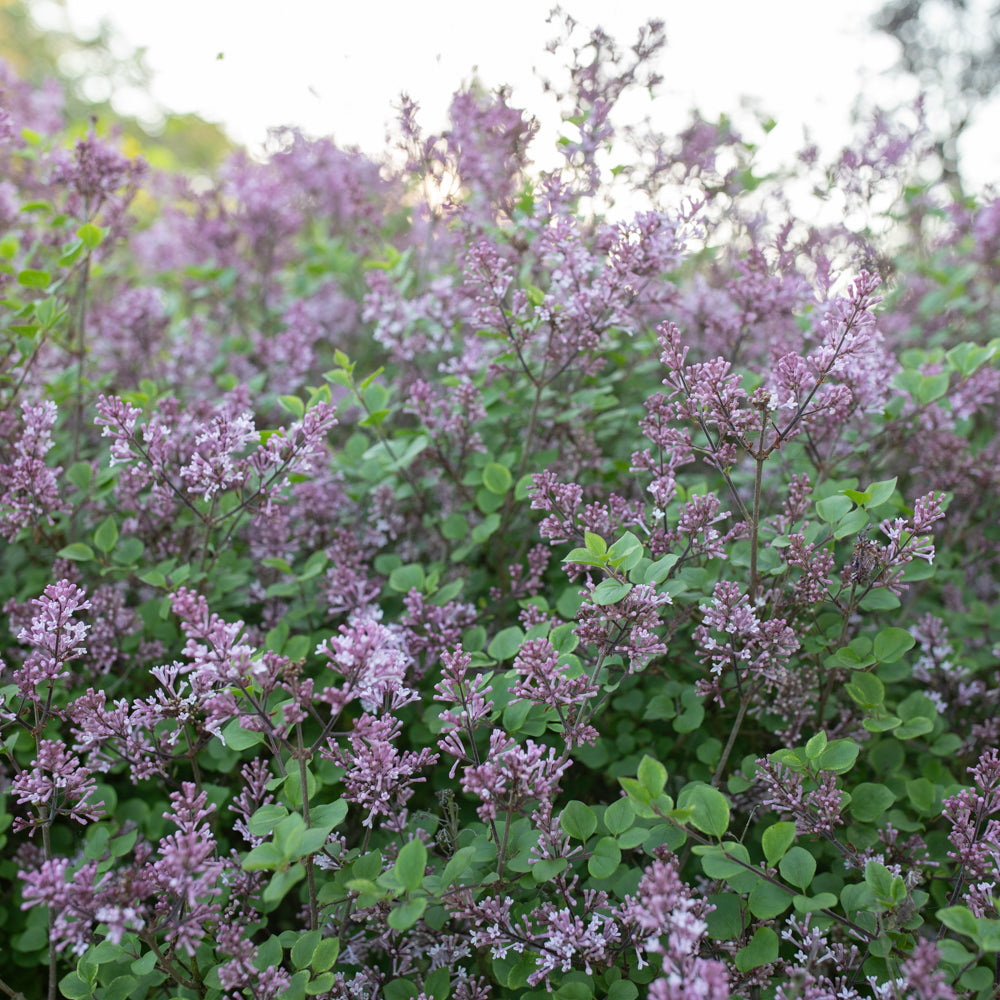 Lilac Miss Kim – Floret Library