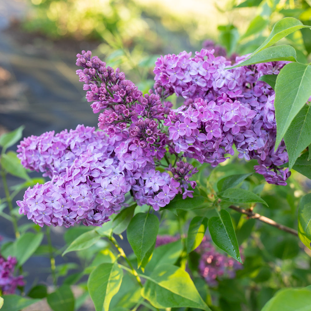 Lilac Monge – Floret Library