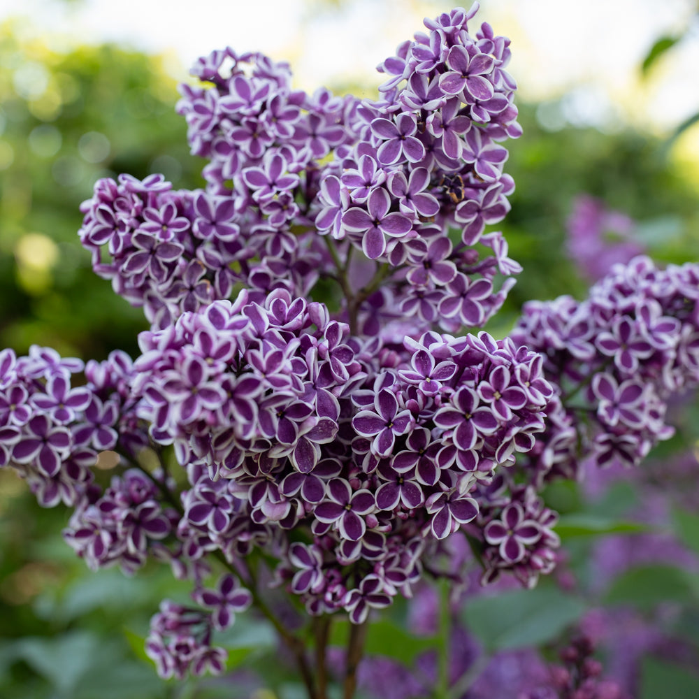 Lilac Sensation – Floret Library