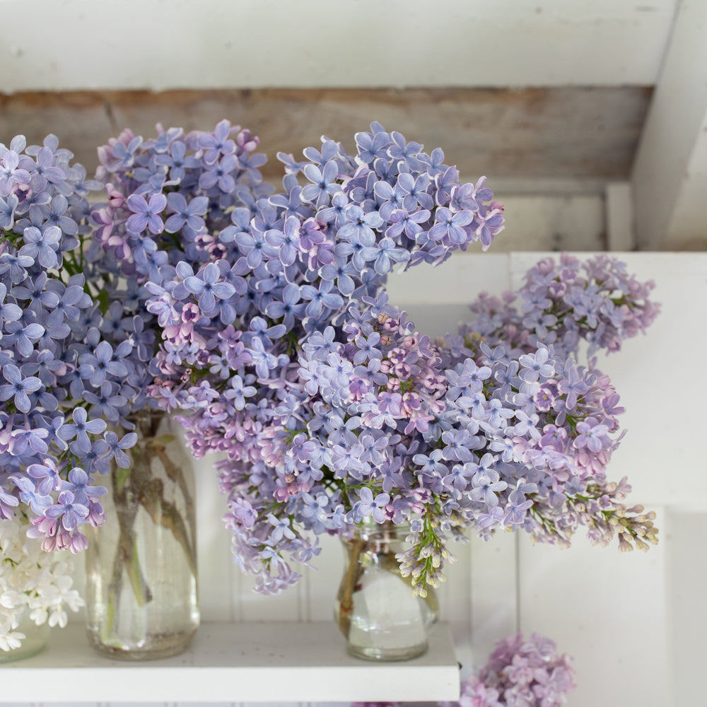 Lilac Wedgewood Blue – Floret Library