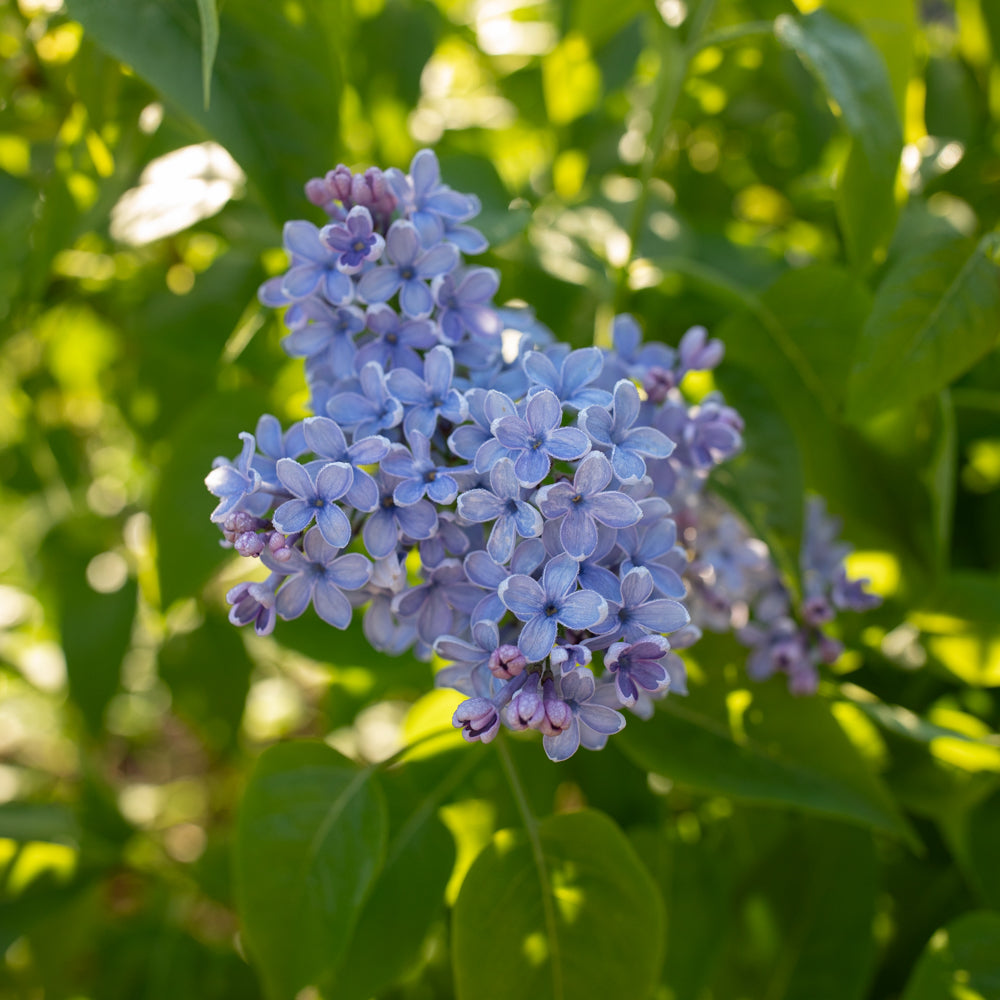 Lilac Wonderblue – Floret Library