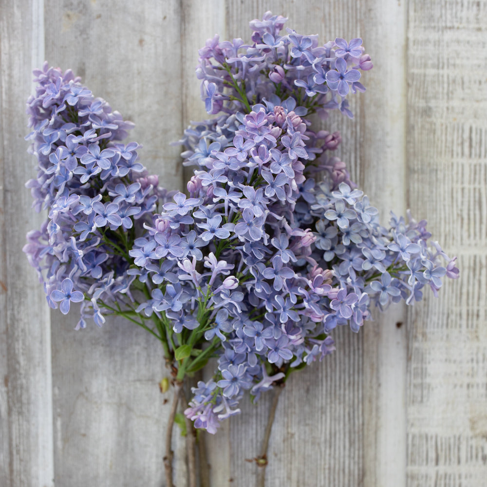 Lilac Wonderblue – Floret Library