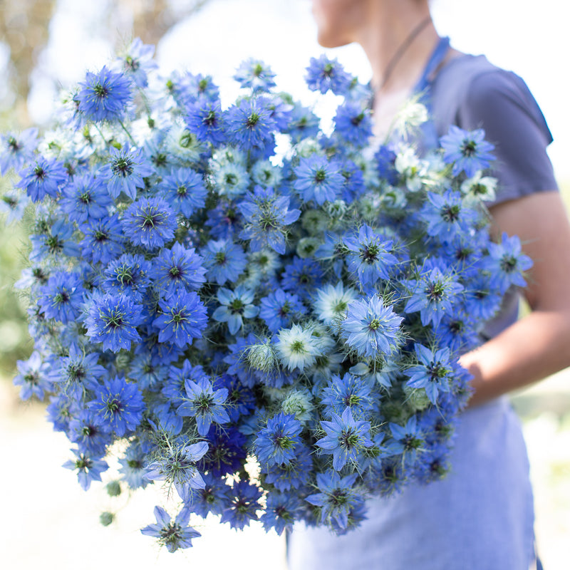 Love-in-a-mist Miss Jekyll Dark Blue – Floret Library