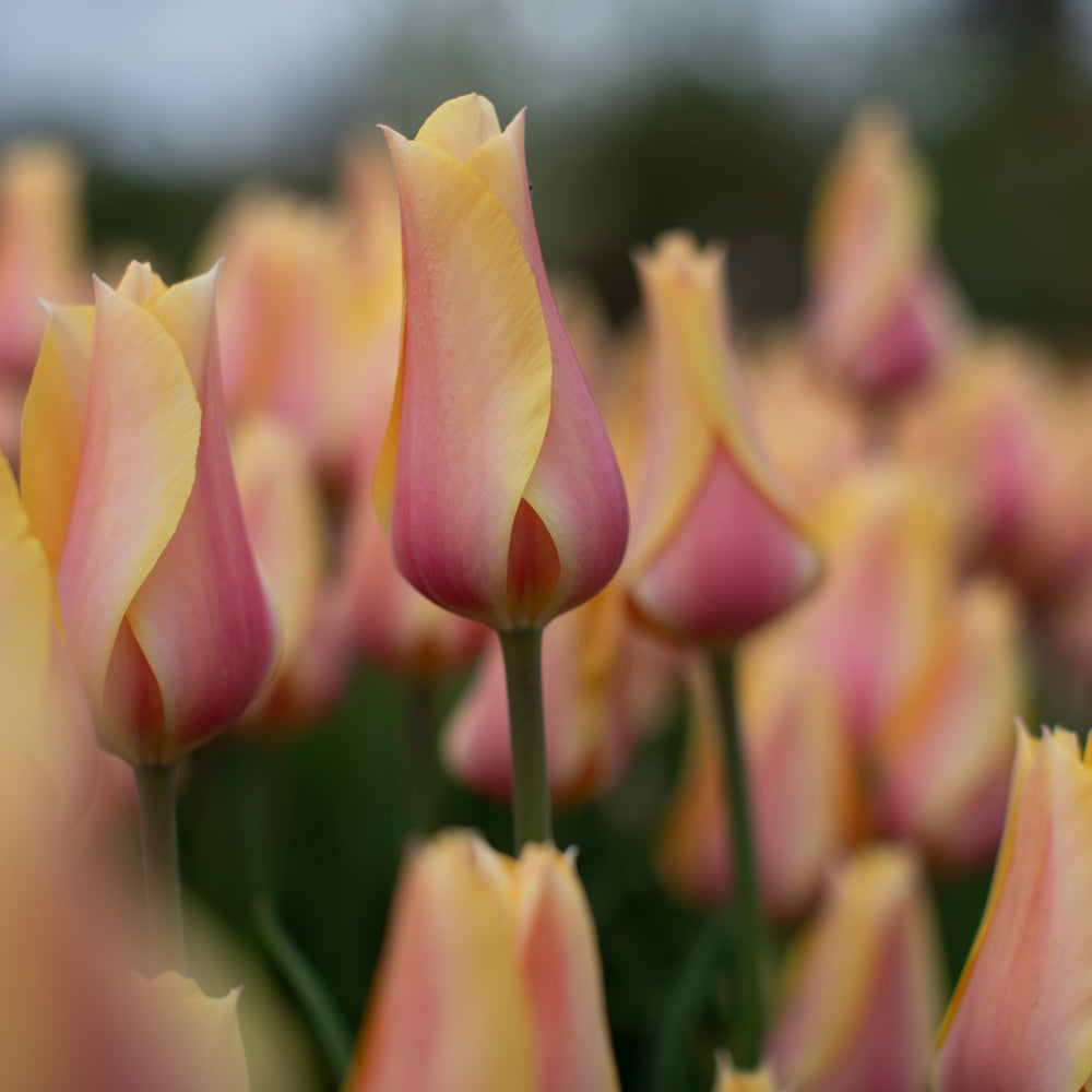 Tulip Blushing Lady – Floret Library