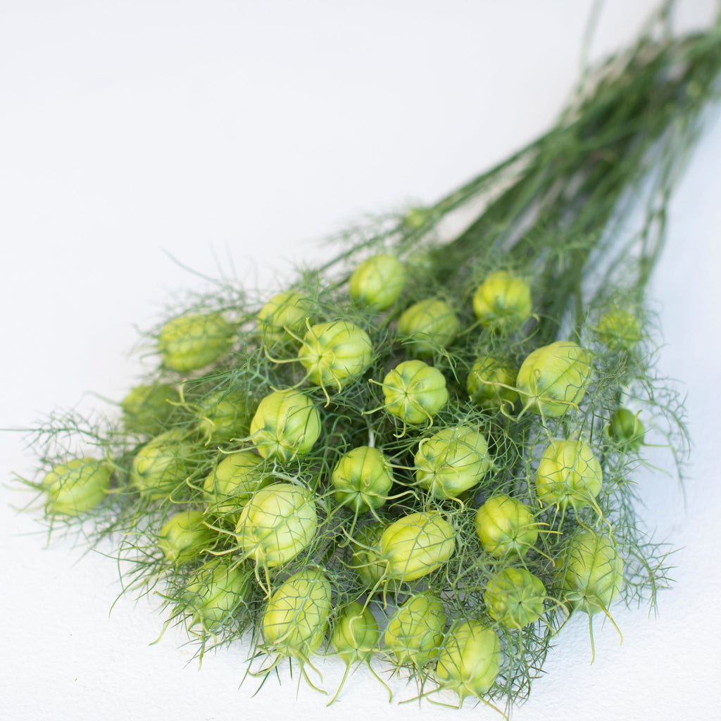Love-in-a-mist Albion Green Pod – Floret Library