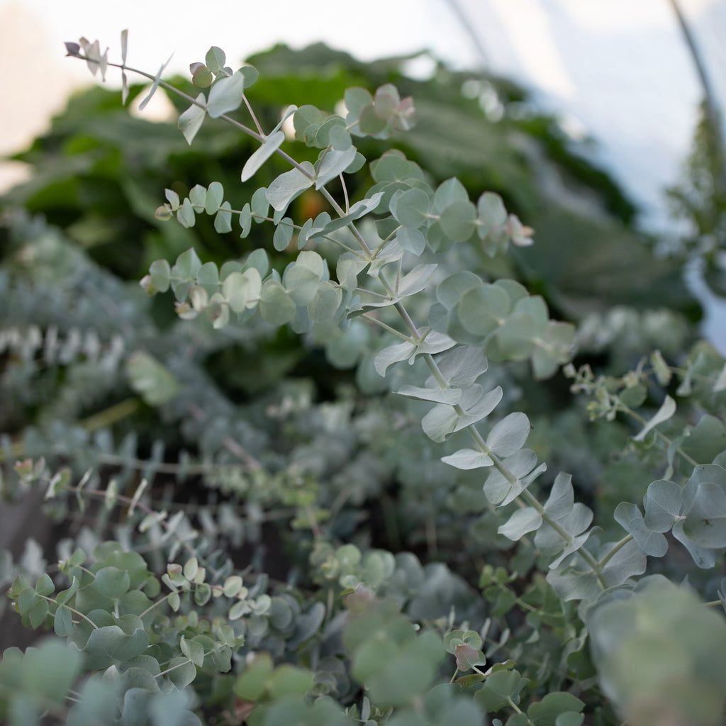 Eucalyptus Baby Blue – Floret Library
