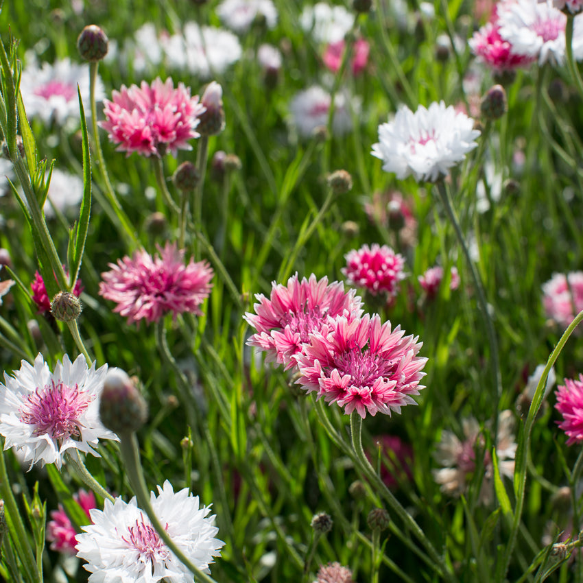 Bachelor’s Button Classic Romantic – Floret Library