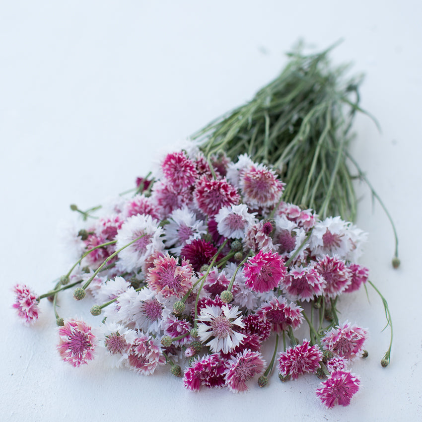 Bachelor’s Button Classic Romantic – Floret Library