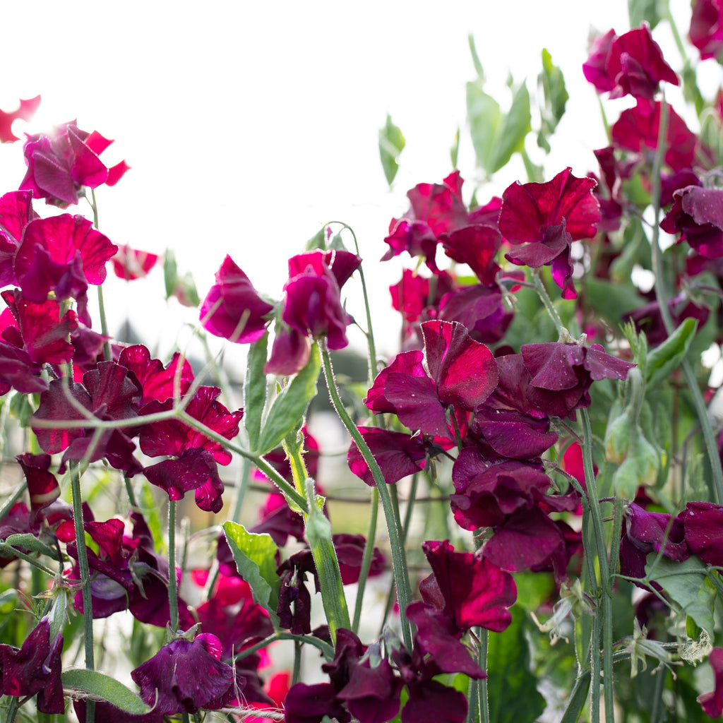 Sweet Pea Balmoral – Floret Library