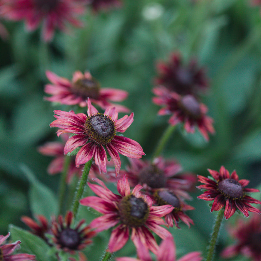 Black-eyed Susan Cherry Brandy – Floret Library