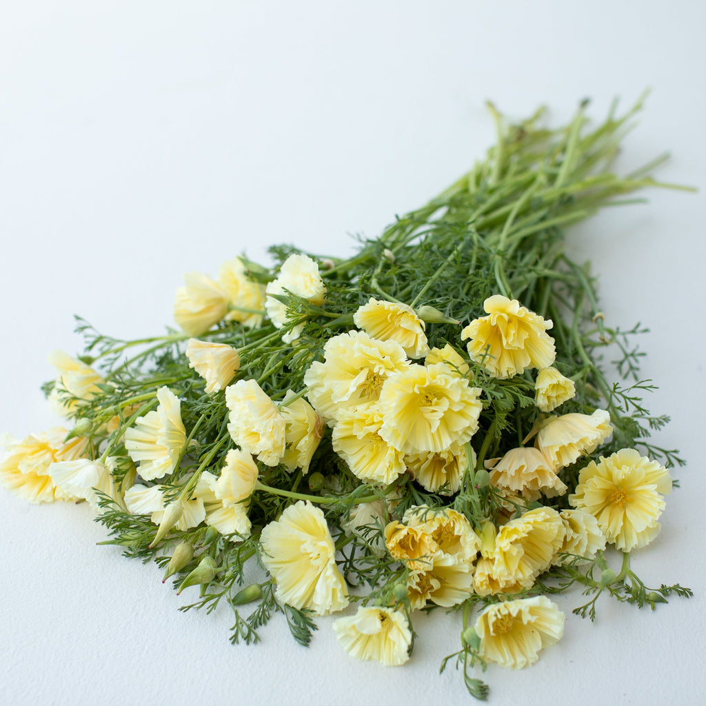 California Poppy Cream Swirl – Floret Library