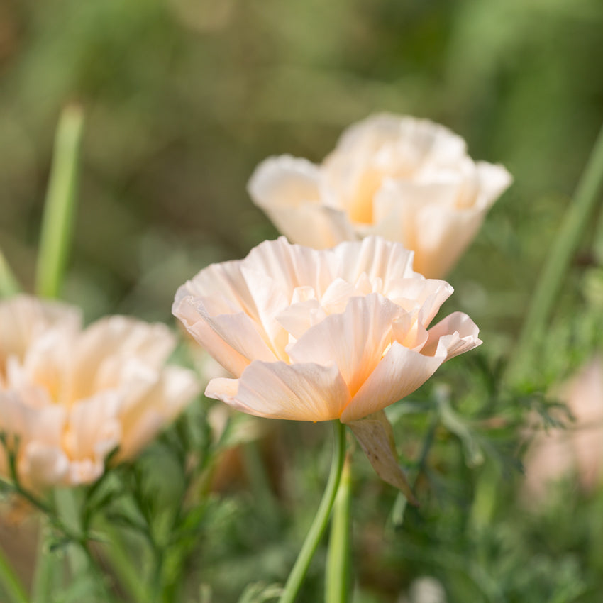 California Poppy Thai Silk Pink Champagne – Floret Library